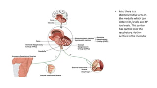 Respiratory System - 2.pptx