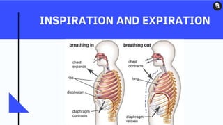 Respiratory system | PDF
