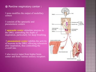 Respiratory system | PPTX