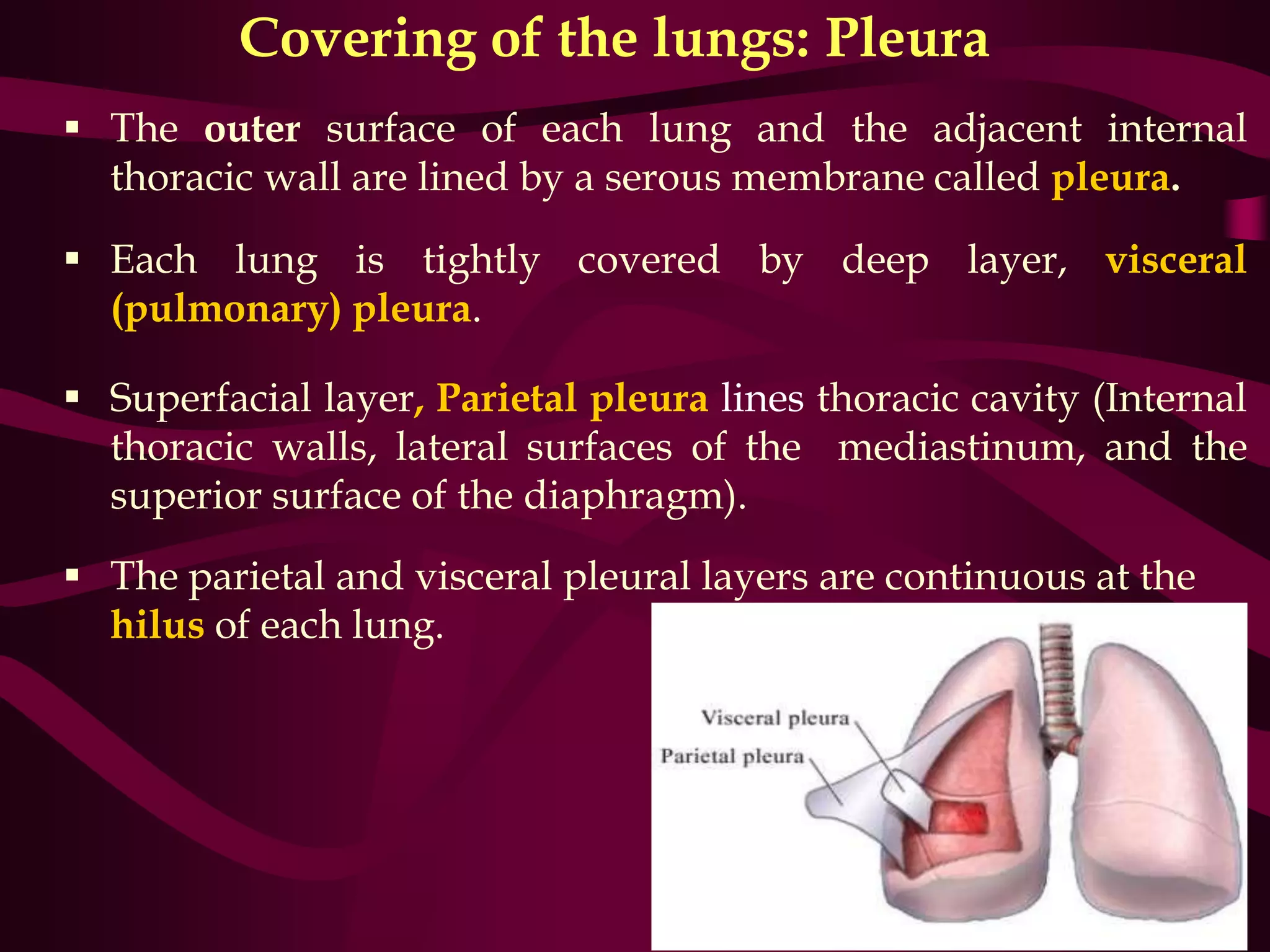 Respiratory system | PDF