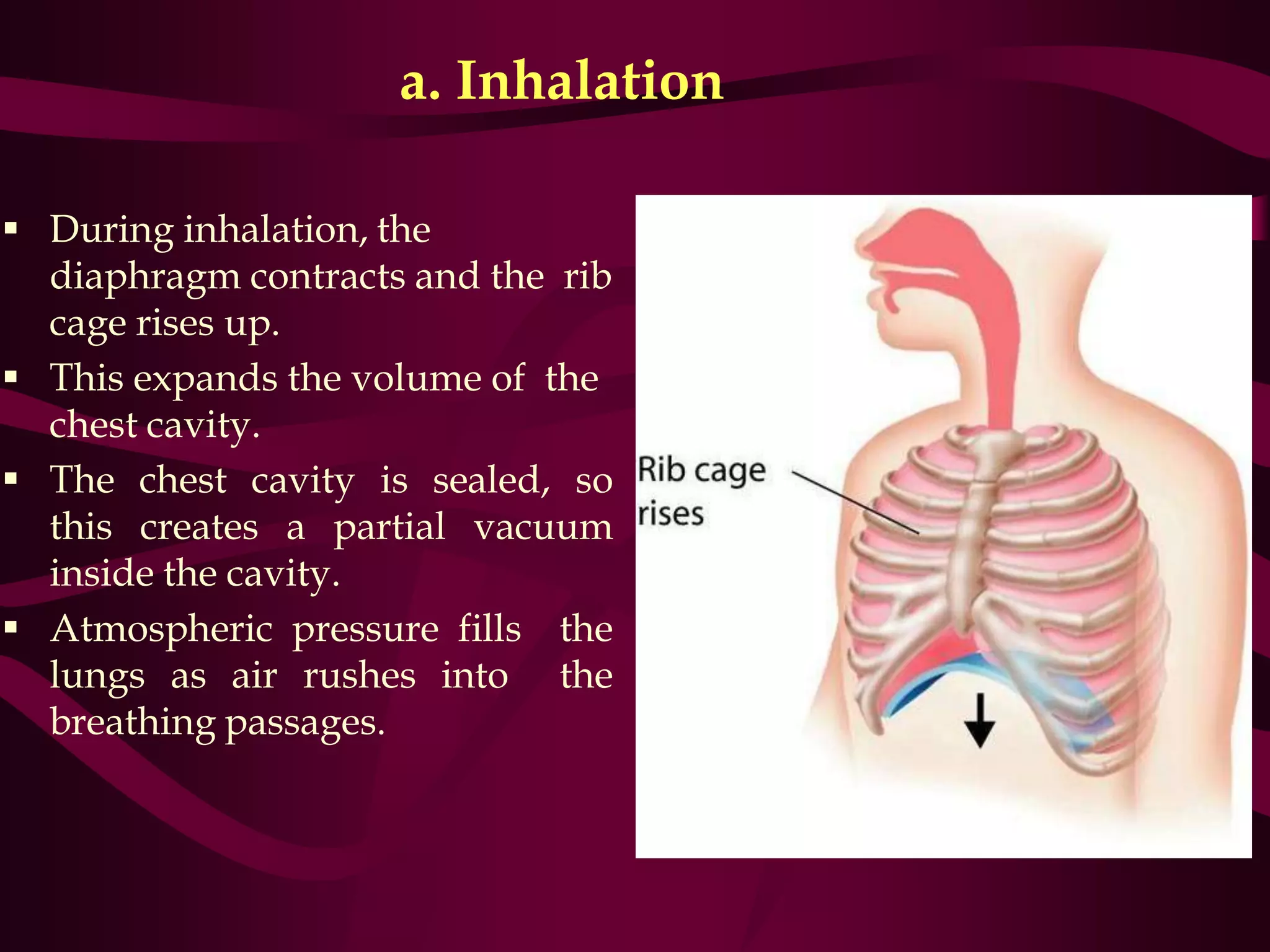 Respiratory system | PDF