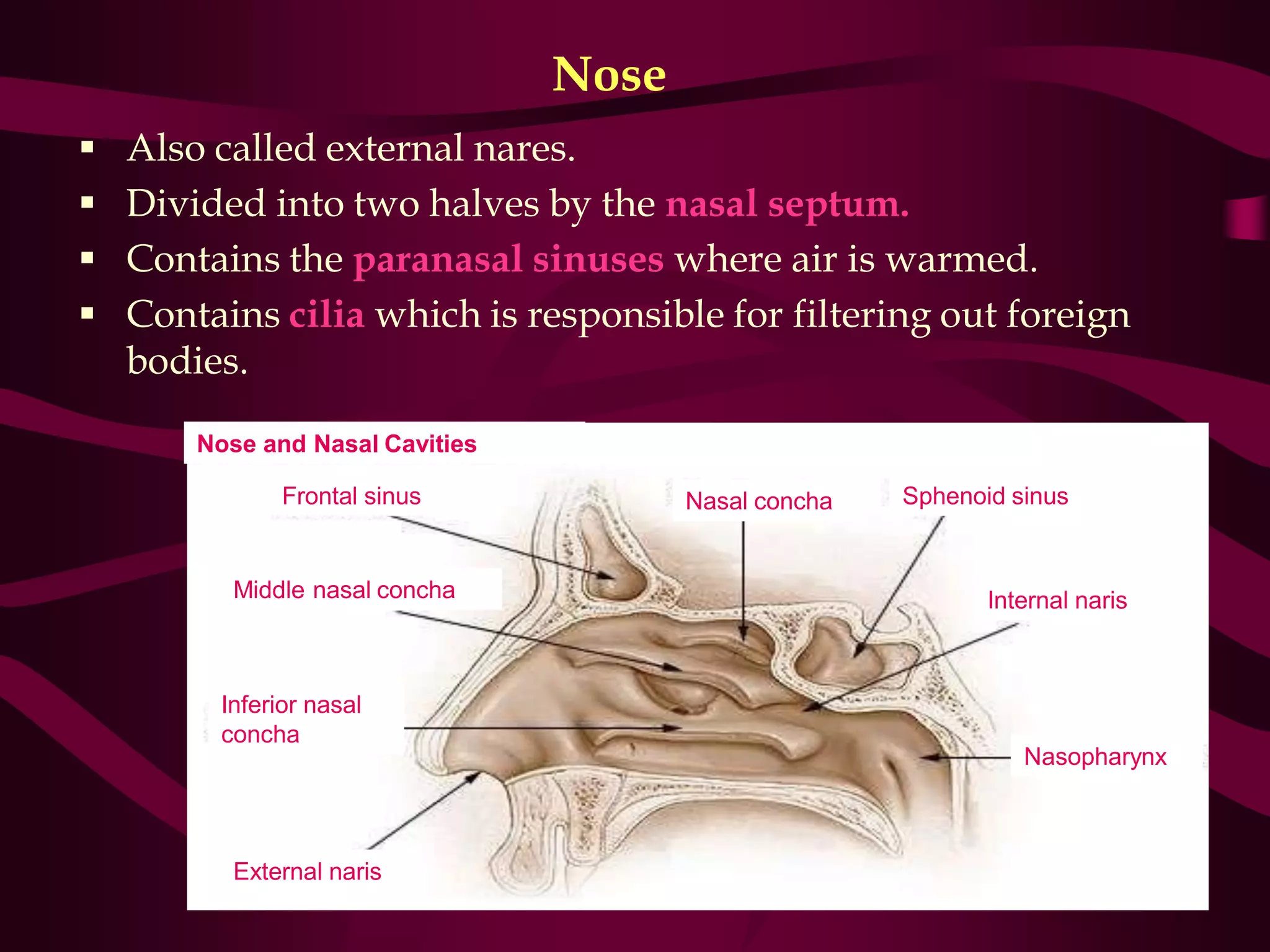 Respiratory system | PDF