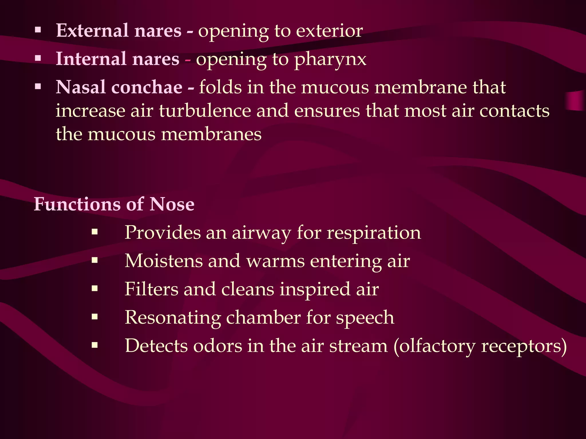 Respiratory system | PDF
