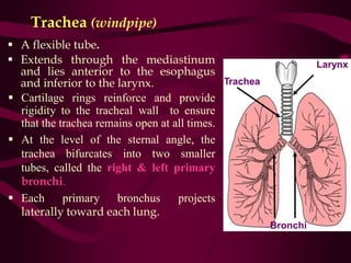 Respiratory system | PDF