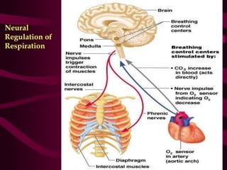 Respiratory system | PDF