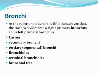 Respiratory system | PPTX