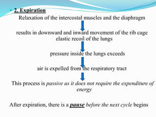 Respiratory system | PPTX