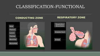 Respiratory system | PPTX
