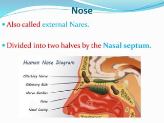 Respiratory system | PPTX