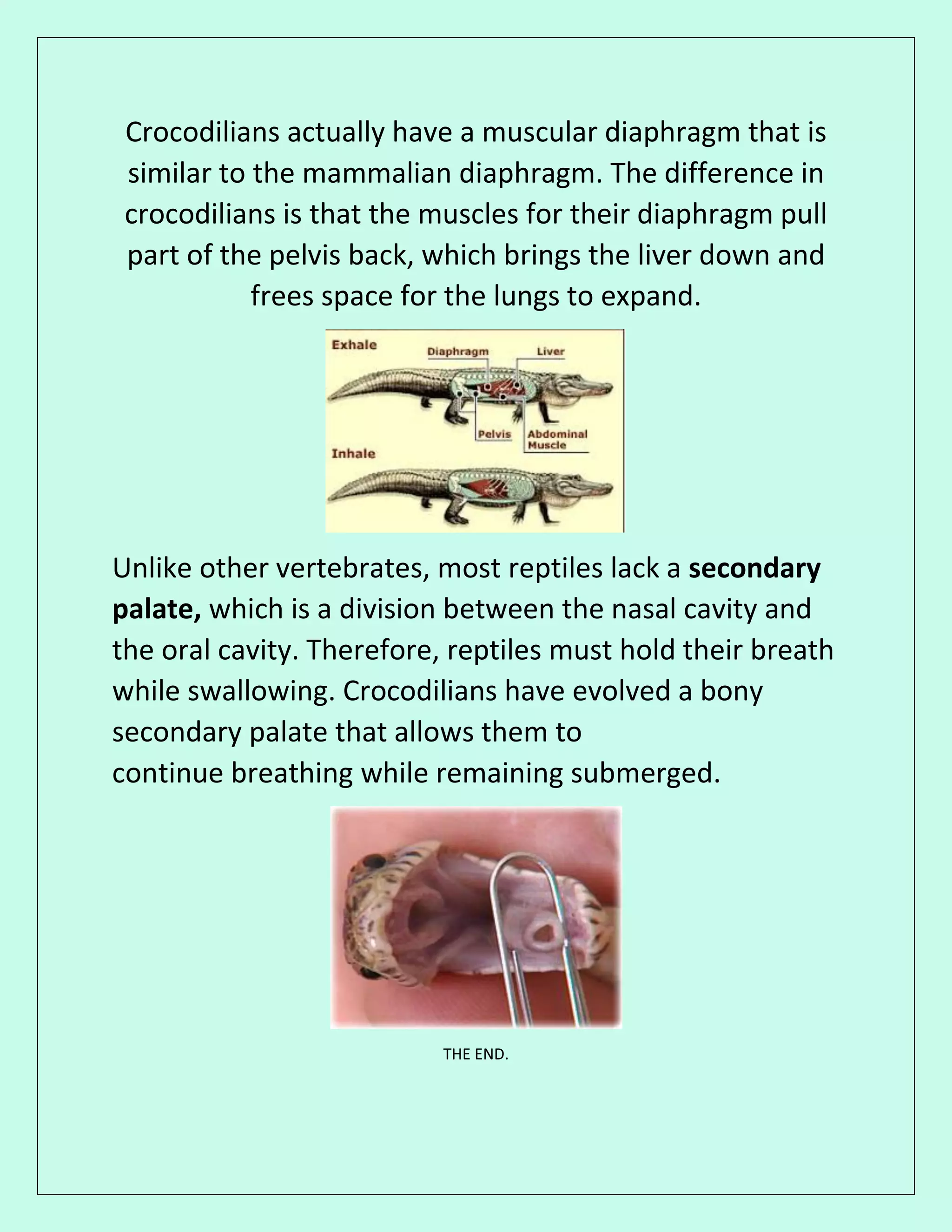 Respiratory system | PDF