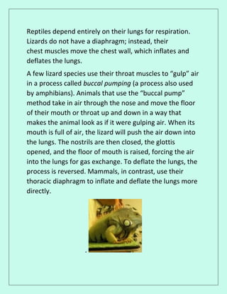 Reptiles Respiratory System