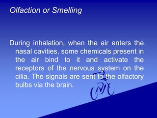 Respiratory system | PPT