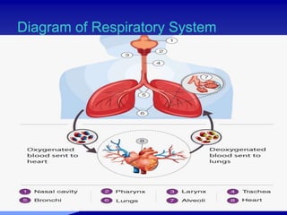 Respiratory system | PPT