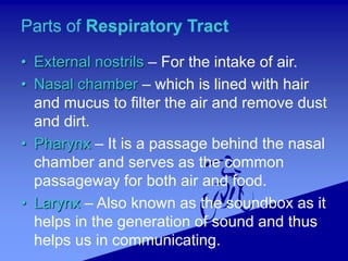 Respiratory system | PPT