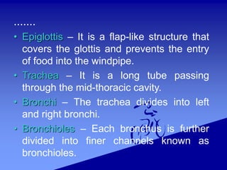 Respiratory system | PPT