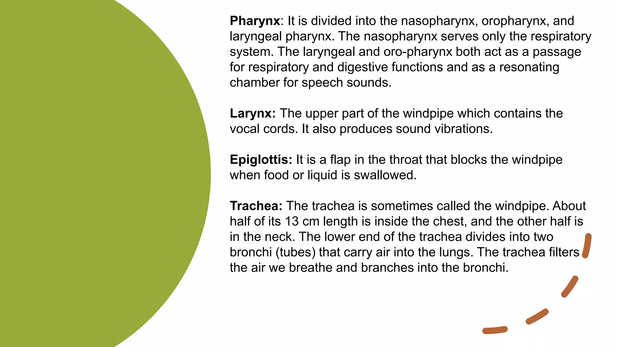 Respiratory system | PPT