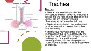 Respiratory system | PPTX