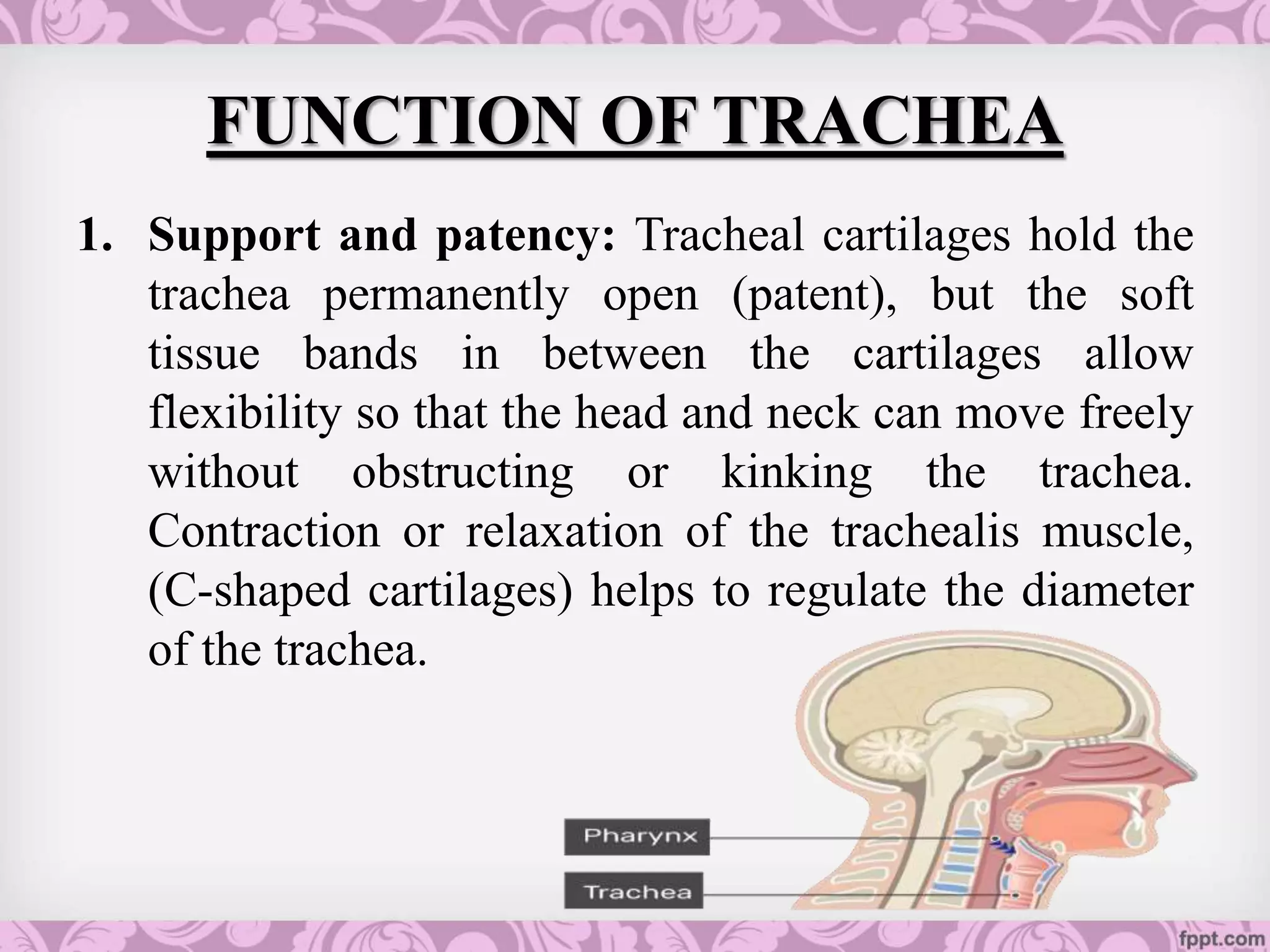 ANATOMY OF RESPIRATORY SYSTEM | PPT