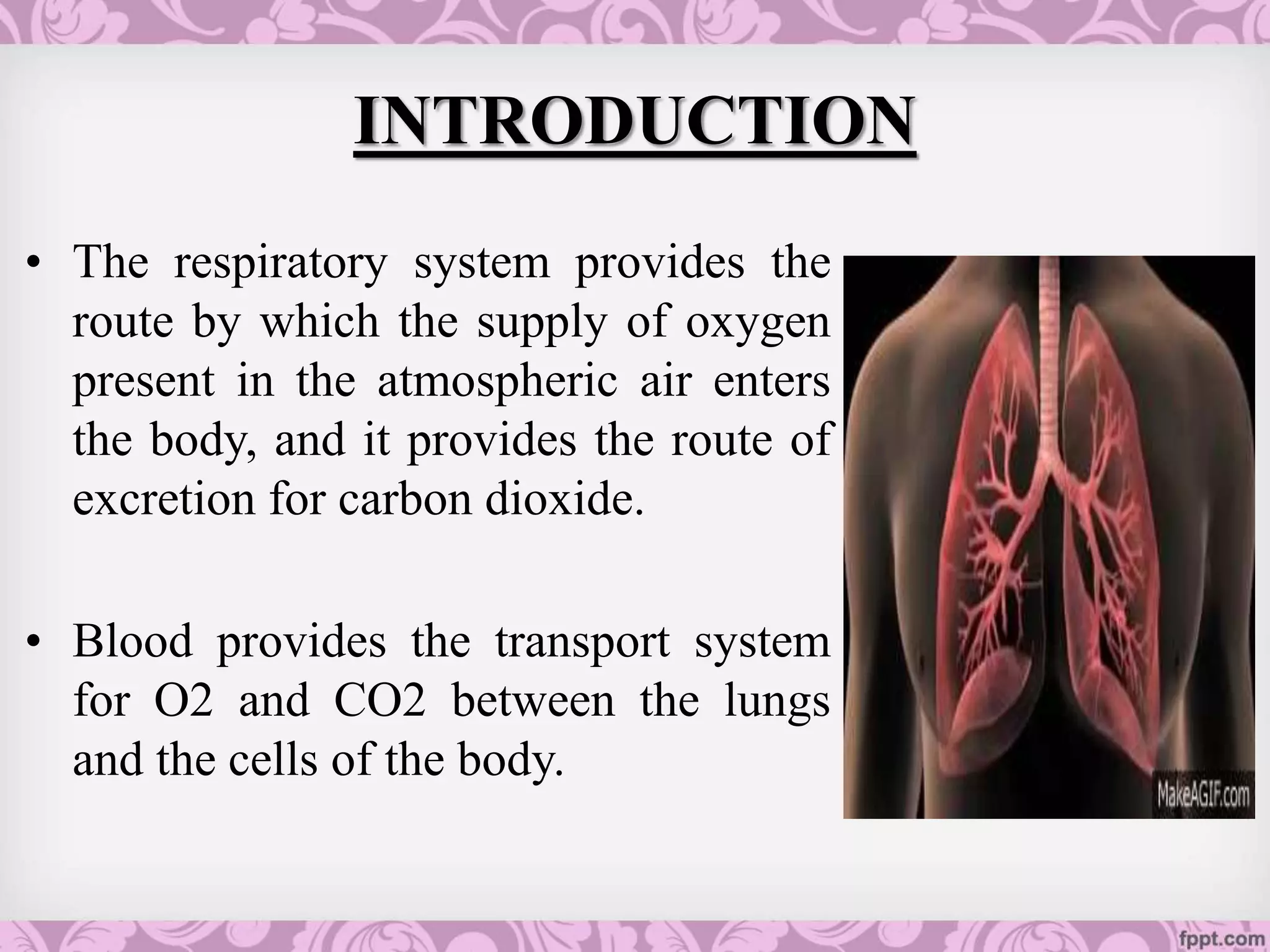 ANATOMY OF RESPIRATORY SYSTEM | PPT