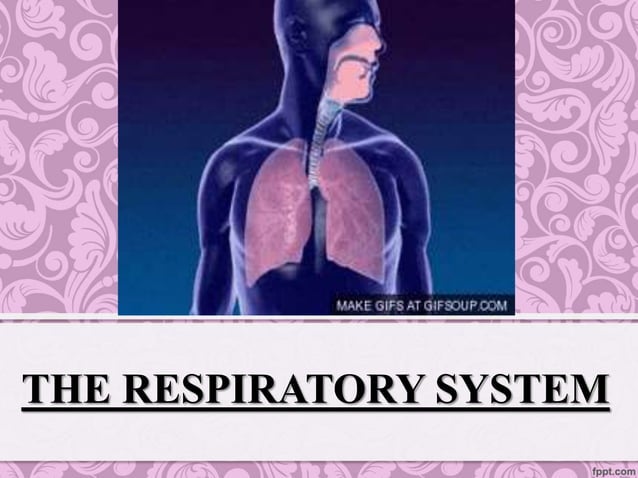 ANATOMY OF RESPIRATORY SYSTEM | PPT