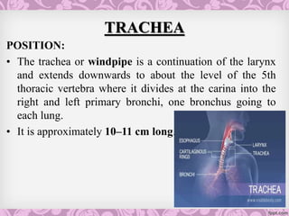 ANATOMY OF RESPIRATORY SYSTEM | PPT