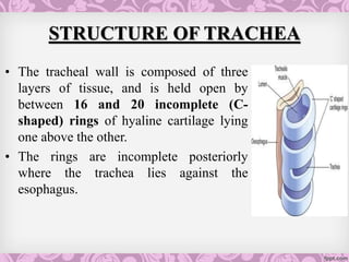 ANATOMY OF RESPIRATORY SYSTEM | PPT