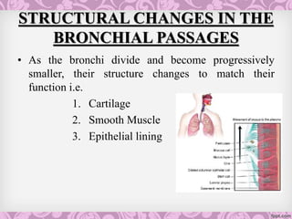 ANATOMY OF RESPIRATORY SYSTEM | PPT