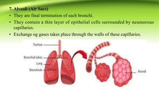 Respiratory system | PDF