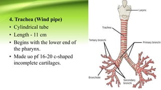 Respiratory system | PDF