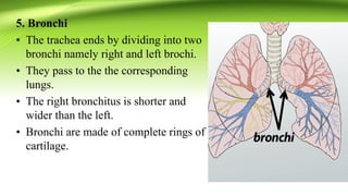 Respiratory system | PDF