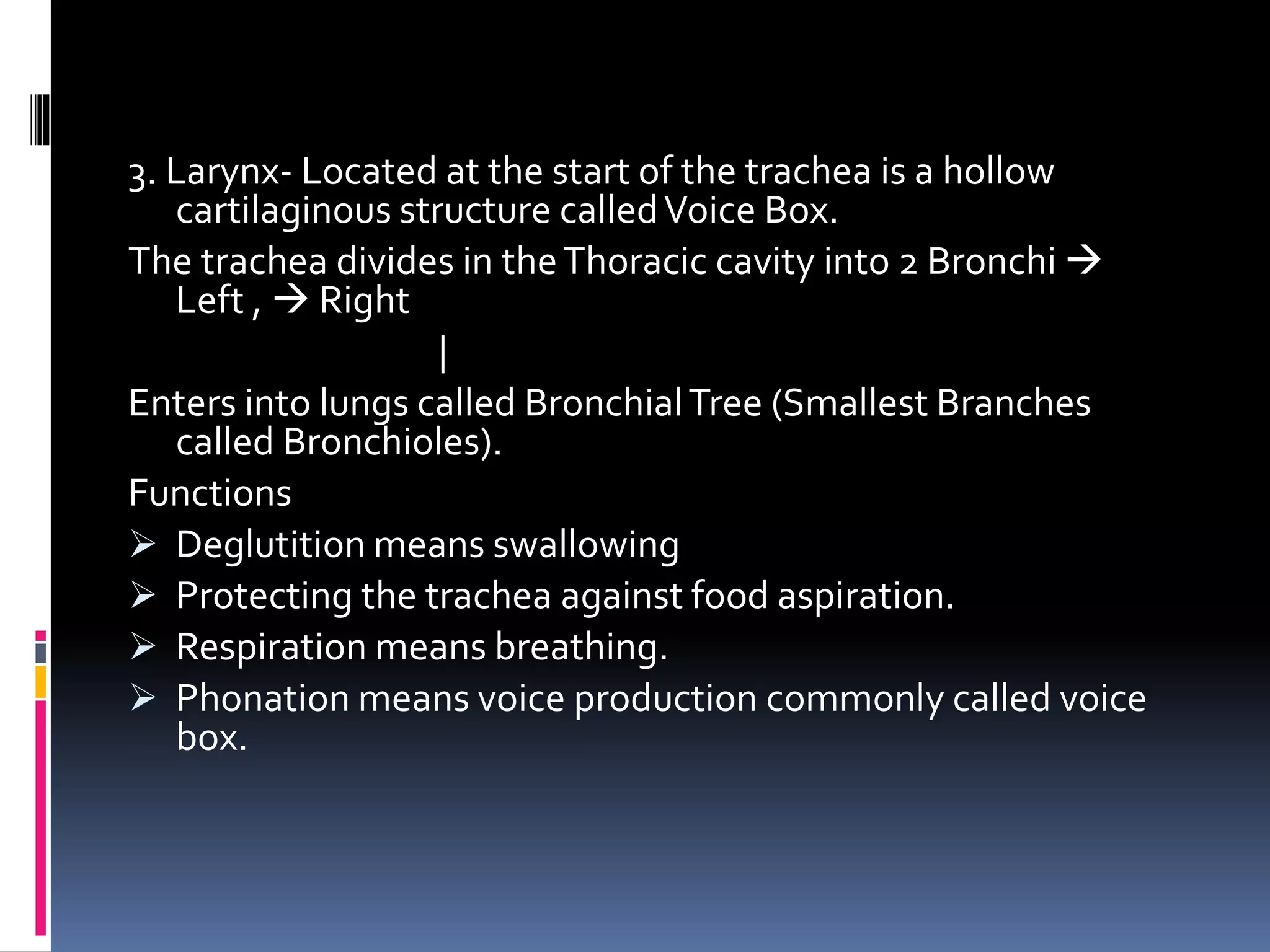 Respiratory system | PPTX