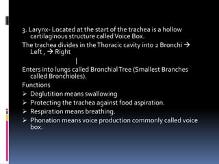 Respiratory system | PPT