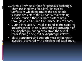 Respiratory system | PPTX