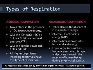 Respiratory system | PPT