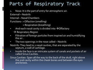 Respiratory system | PPT