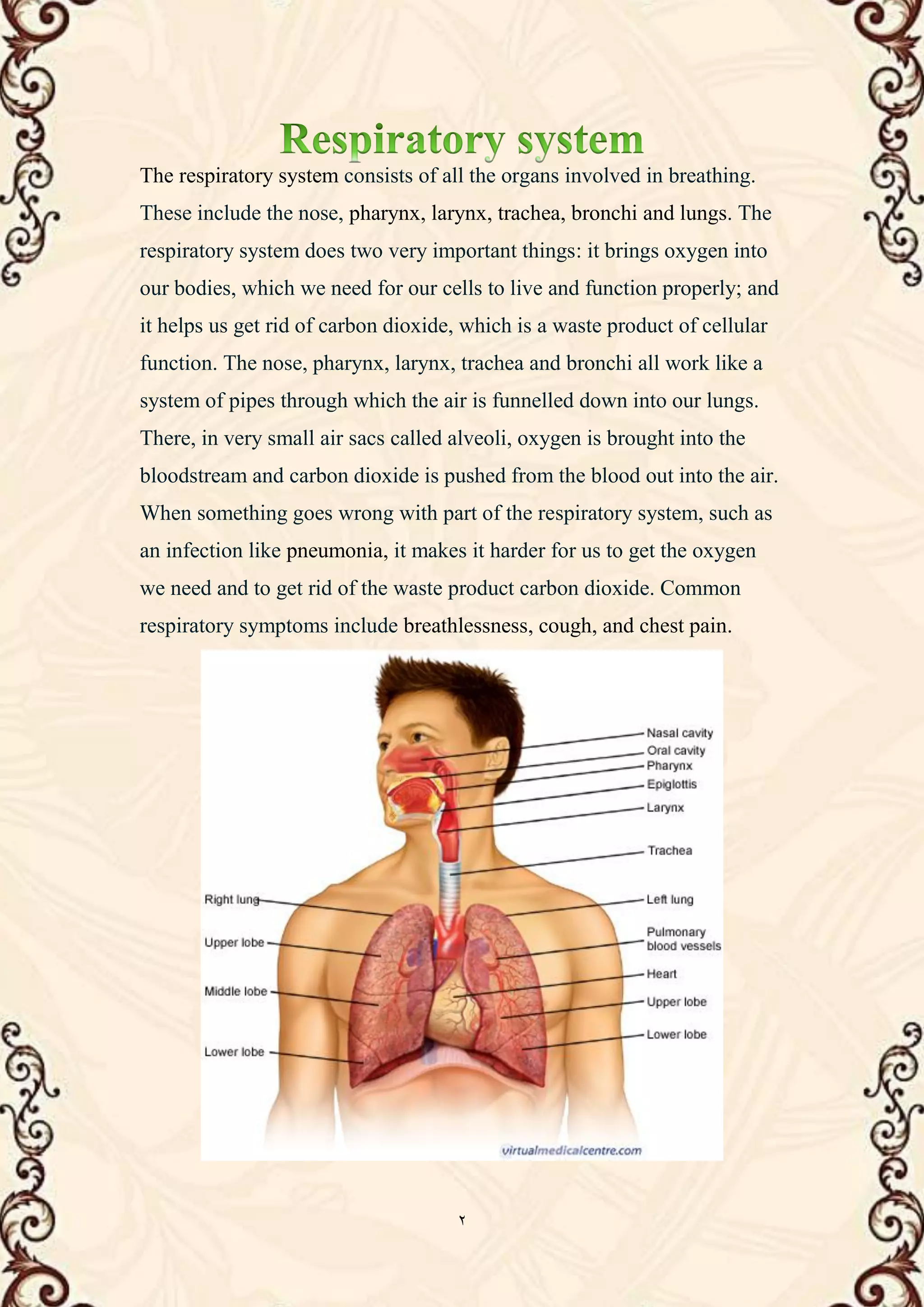 Respiratory system | PDF