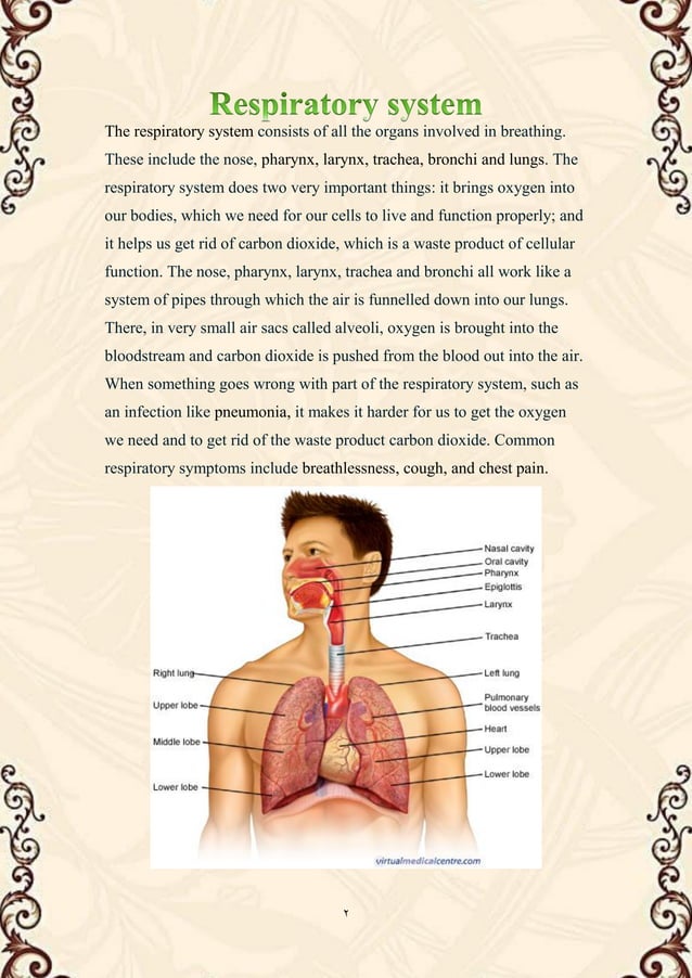 Respiratory system | PDF