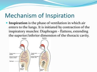 Respiratory system | PPTX