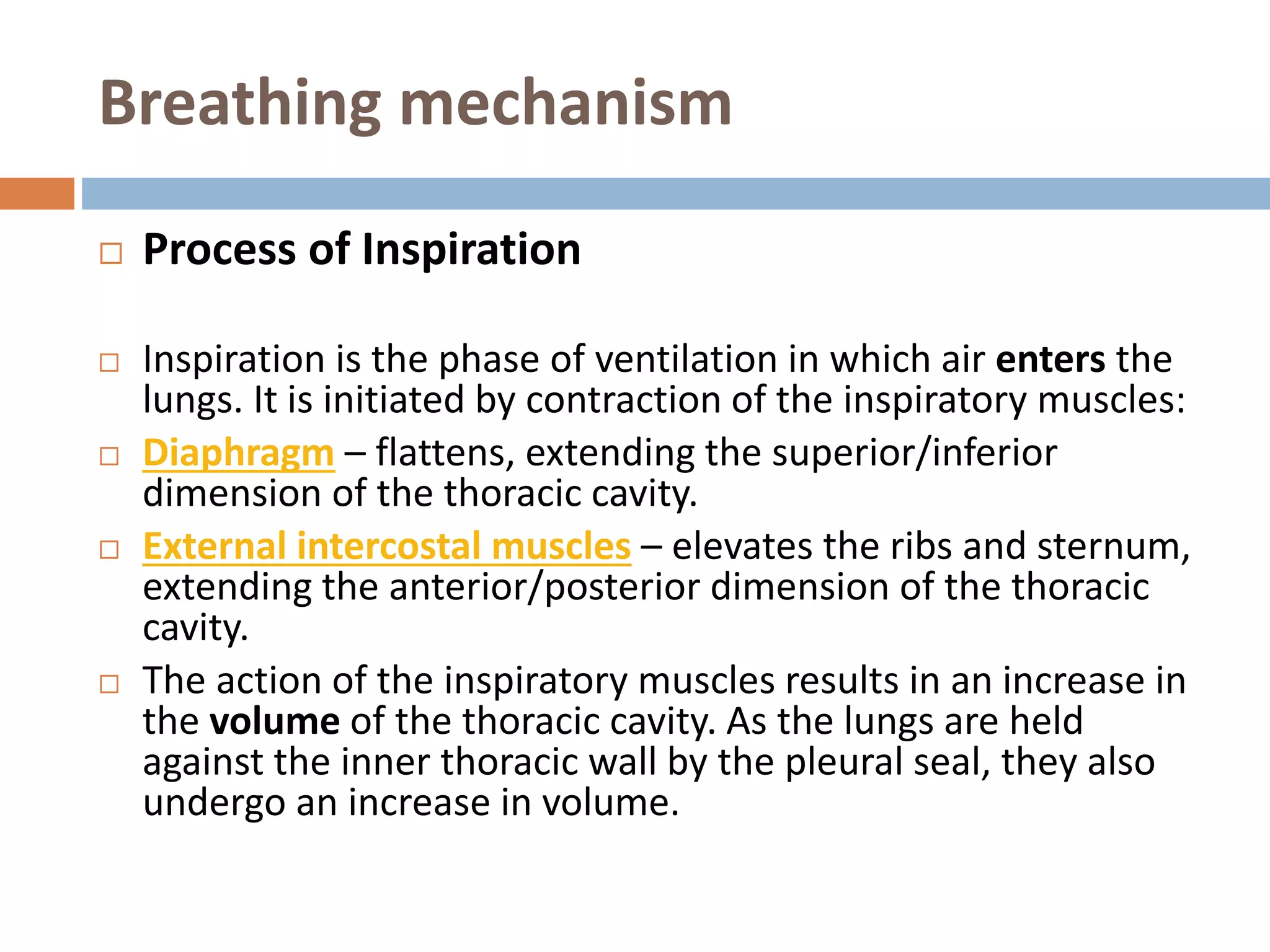 Respiratory system presentation | PPT