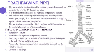 Respiratory system B pharmacy 2nd semester | PPTX