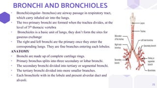 Respiratory system B pharmacy 2nd semester | PPTX
