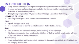 Respiratory system B pharmacy 2nd semester | PPTX