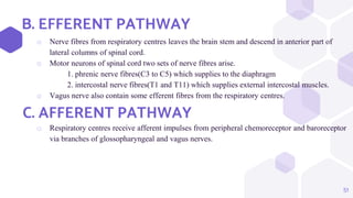 Respiratory system B pharmacy 2nd semester | PPTX