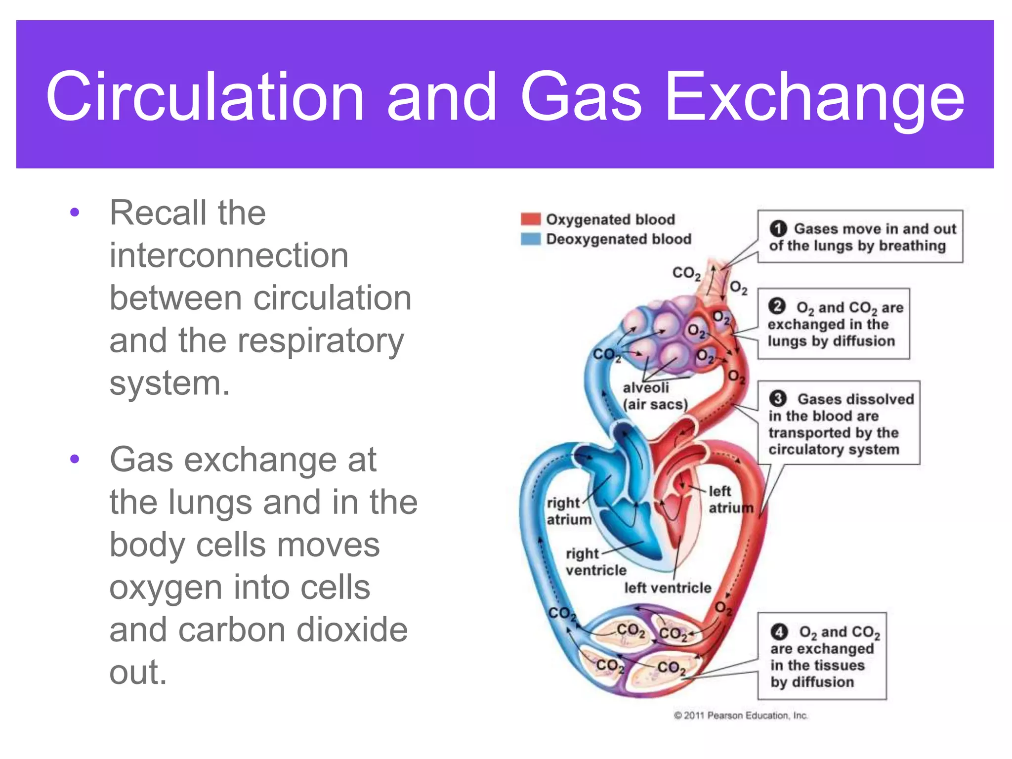 respiratory_system.ppt