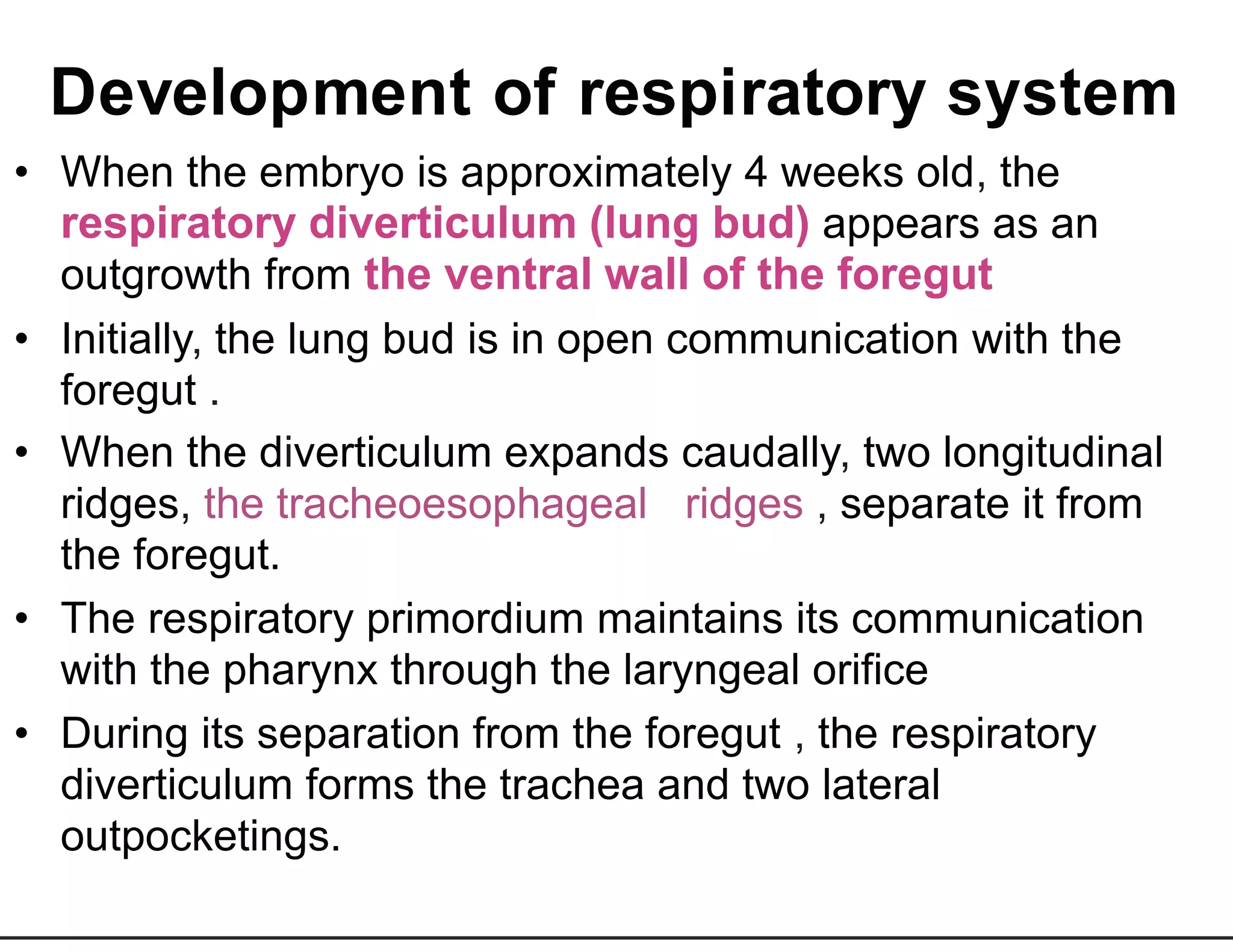Respiratorysystem.ppt