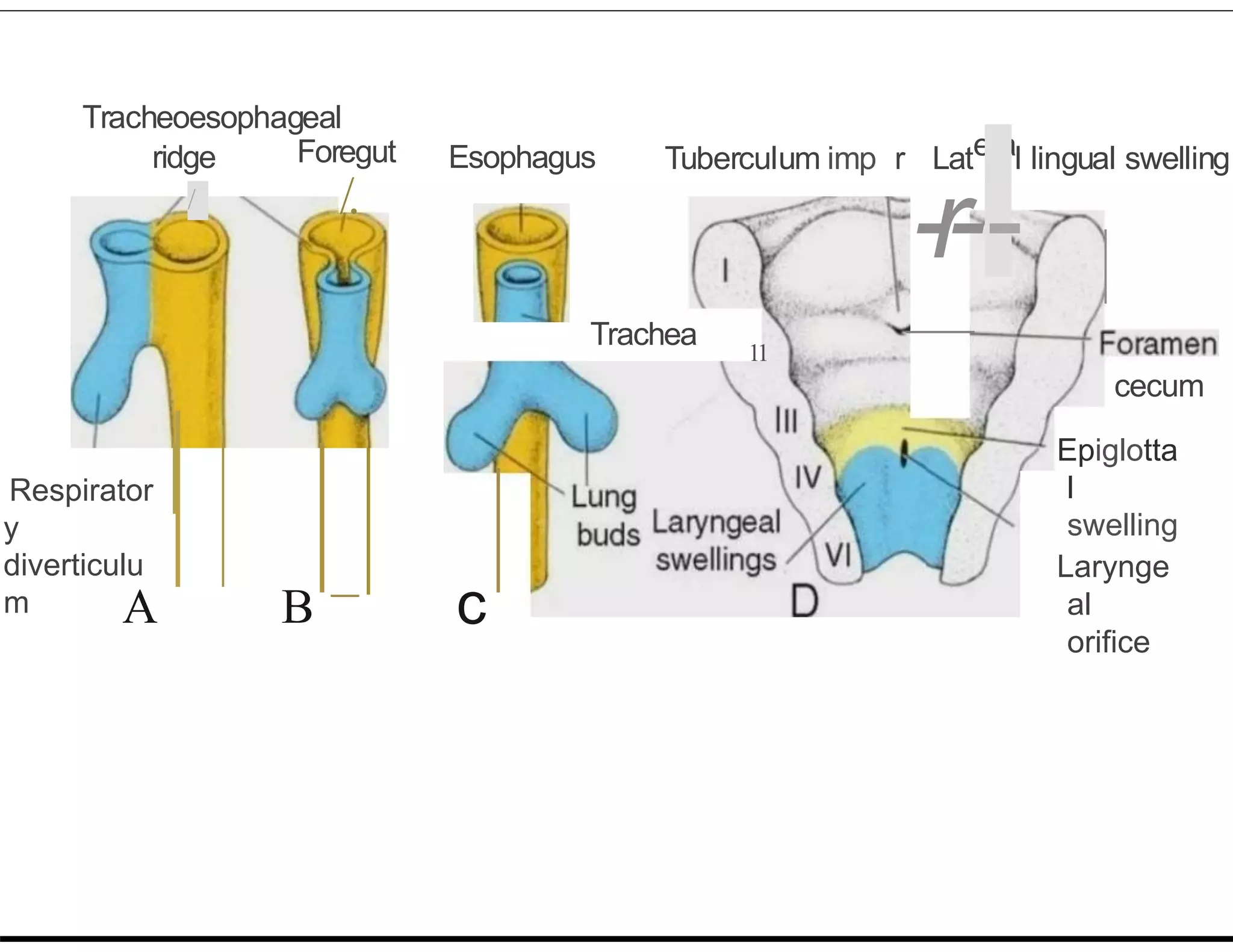 Respiratorysystem.ppt