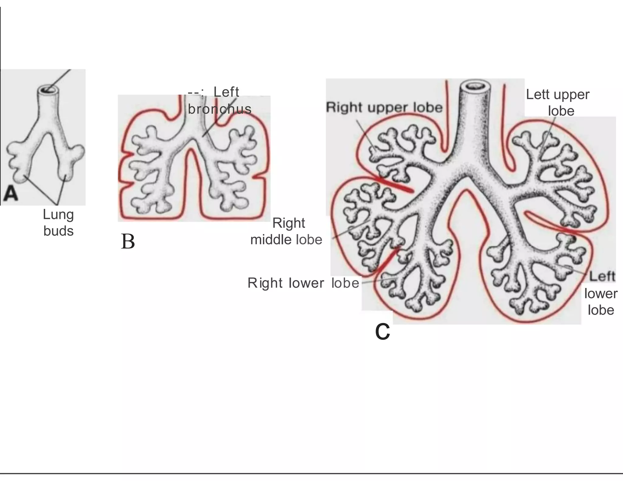 Respiratorysystem.ppt