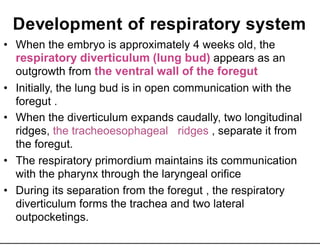 Respiratorysystem.ppt