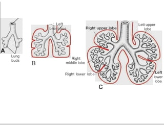 Respiratorysystem.ppt