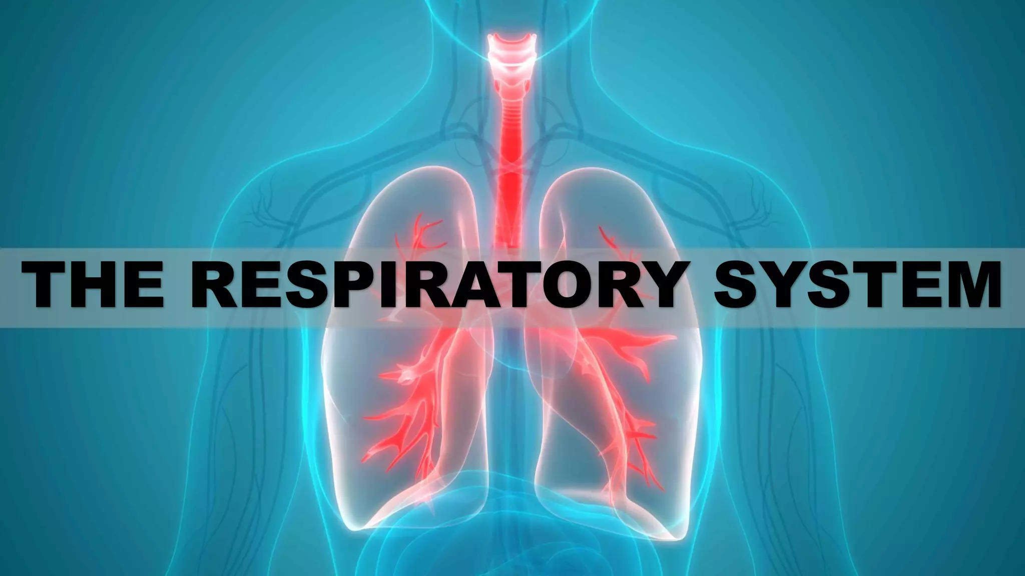 Respiratory System.pdf